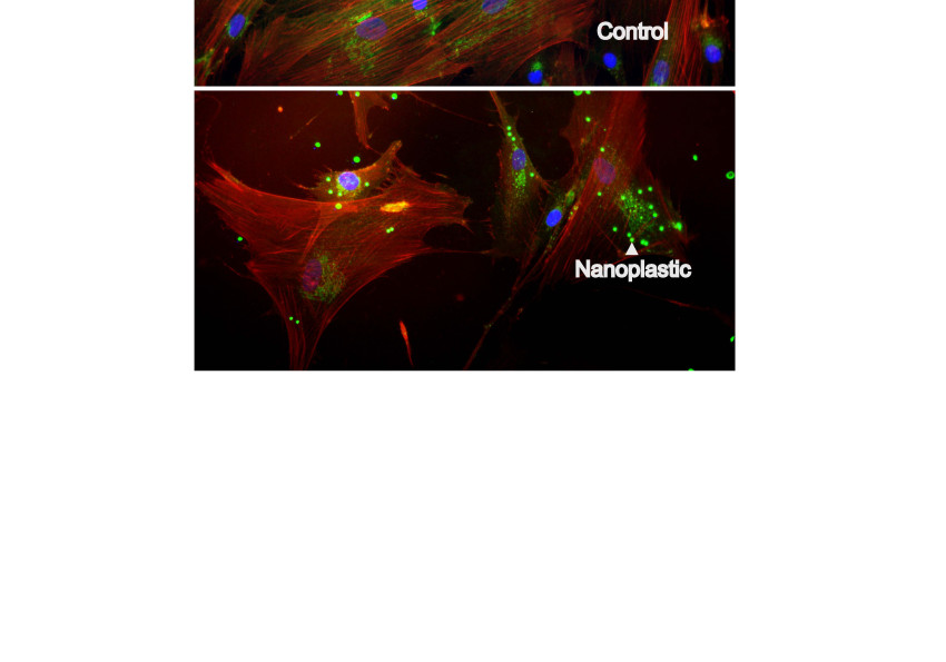 New study reveals effects of nanoplastics on skin cells | CCMAR